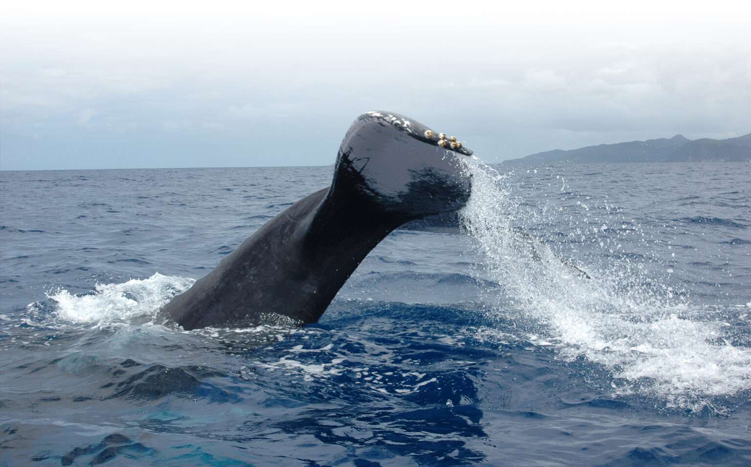 Contact Shelltone Whale Project | Cetacean Protection and Watching