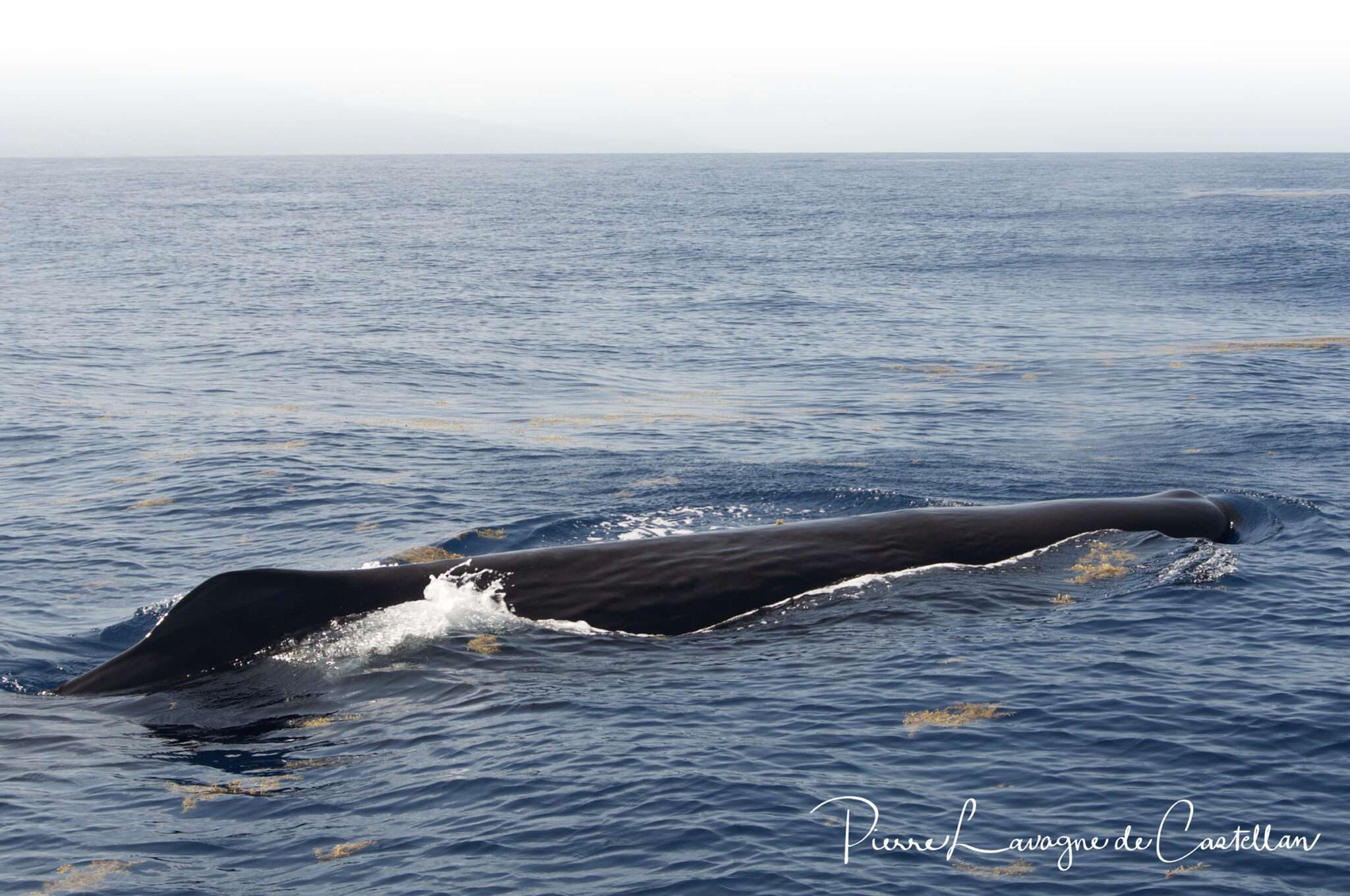 OUR CHARTER - Shelltone Whale Project