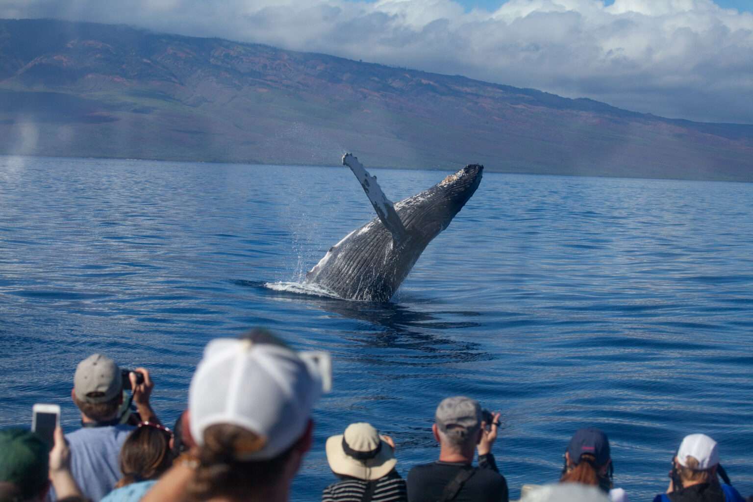 Whale Watching in Hervey Bay (Australia) | Shelltone Whale Project