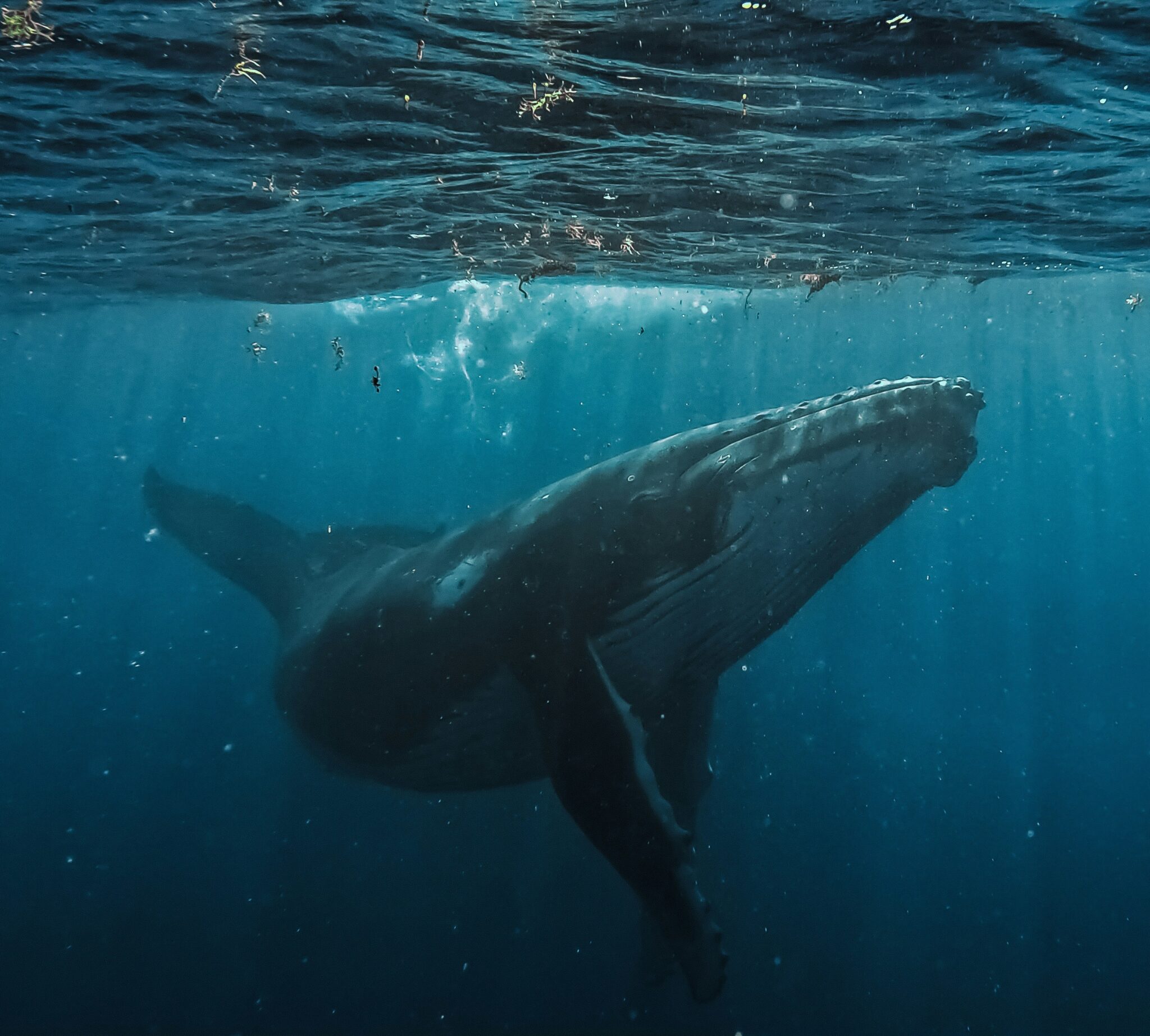 Shelltone Whale Project - Observe and protect cetaceans