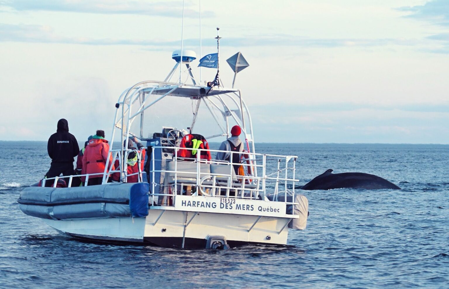 Avistamiento de ballenas en Les Escoumins, Quebec | Shelltone Whale Project