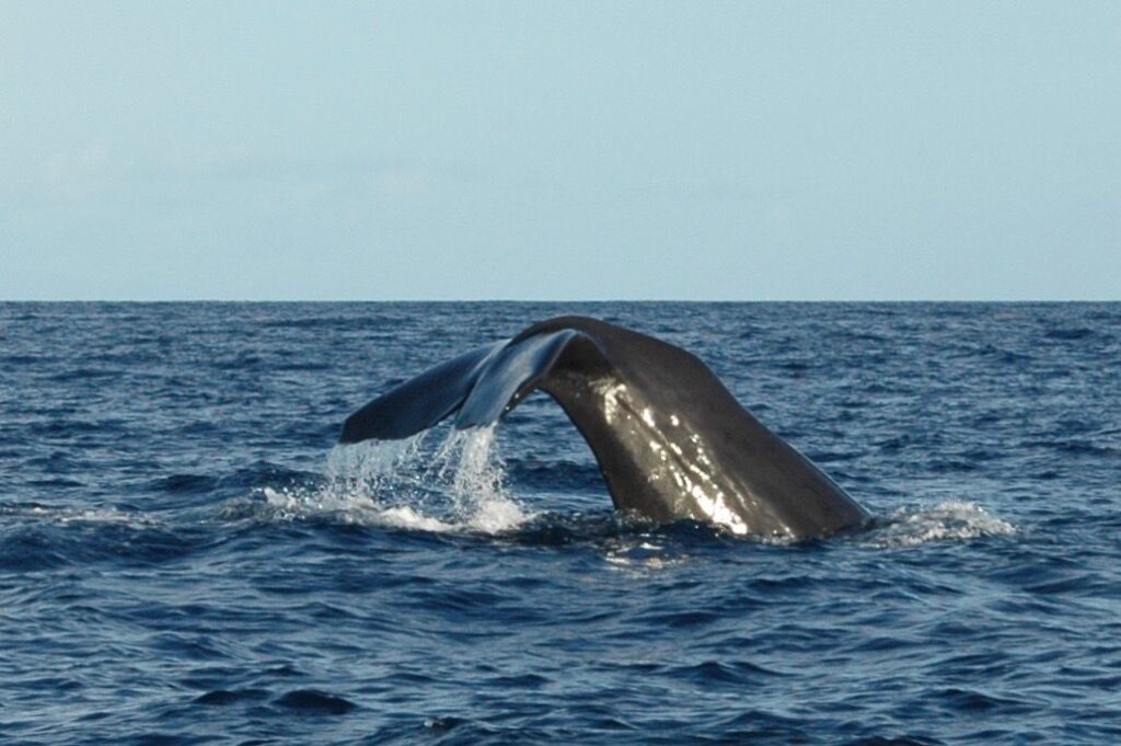 Our research - Shelltone Whale Project